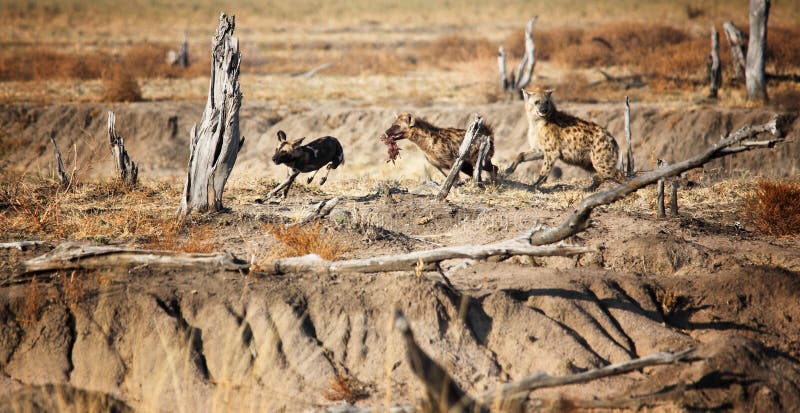 Hyena, Wildlife, Mammal, Lycaon Pictus Picture. Image: 112044868