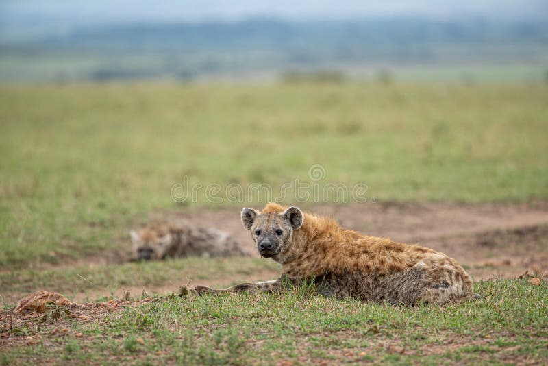 321 Hyena Looking Camera Stock Photos - Free & Royalty-Free Stock ...