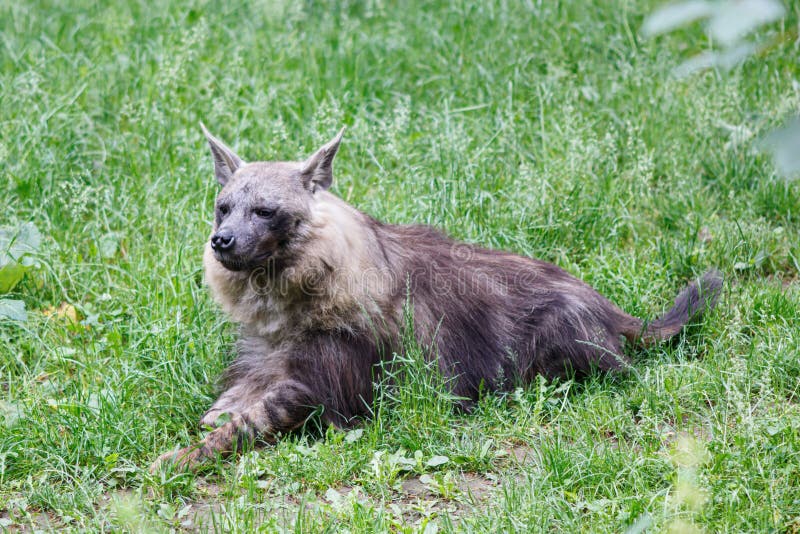 Hyena Lying on the Green Grass Stock Image - Image of grass, hyena ...