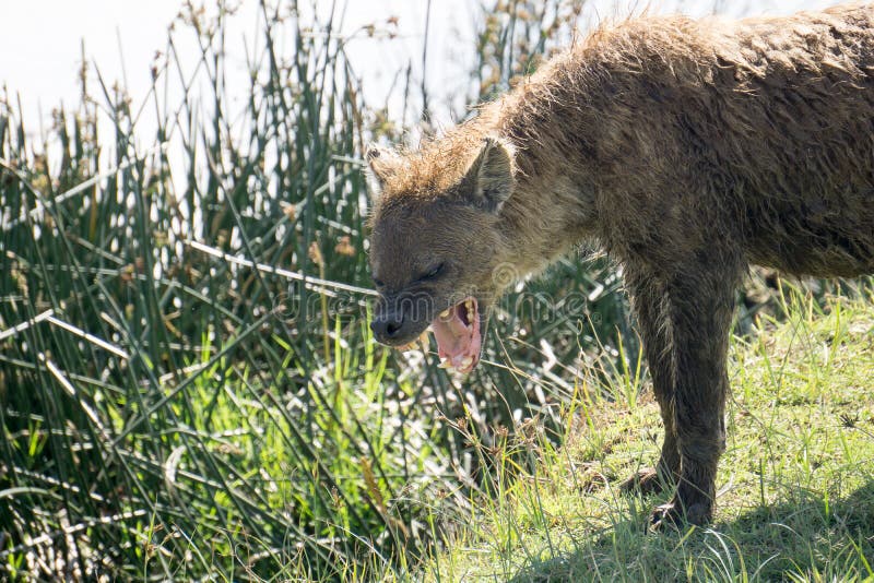 266 Angry Hyena Stock Photos - Free & Royalty-Free Stock Photos from ...