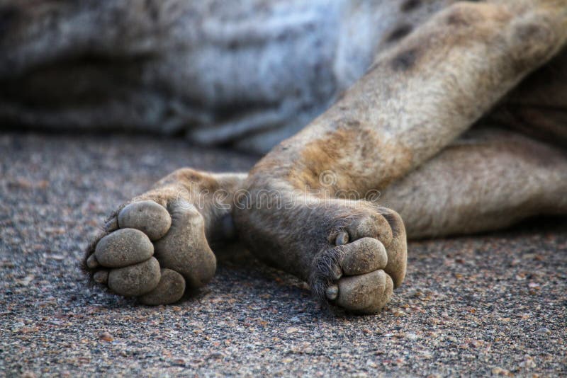 Hyena Images - Download 6,045 Royalty Free Photos - Page 3