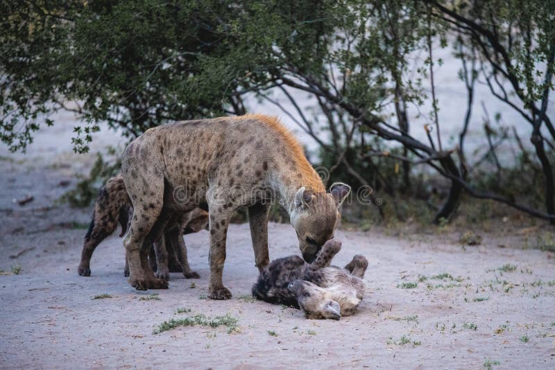 Hyena Playing with Her Cubs on a Sandy Ground with Some Trees in the ...