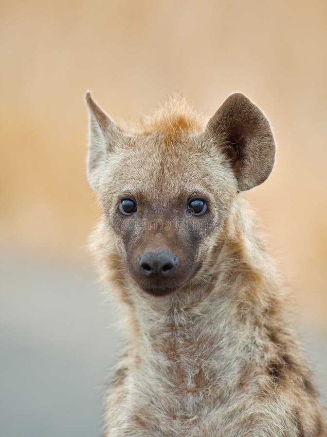 Hyena portrait stock image. Image of wildlife, nature - 25917715