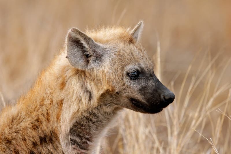 Hyena portrait stock photo. Image of portrait, conservation - 2249148