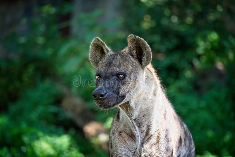 Hyena portrait stock image. Image of mammal, brown, natural - 162147429