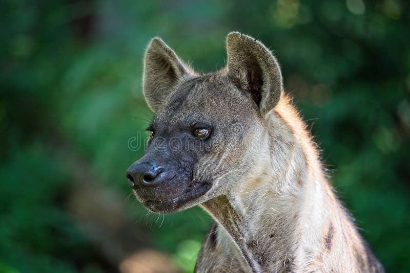 Hyena portrait stock image. Image of closeup, curious - 162147431