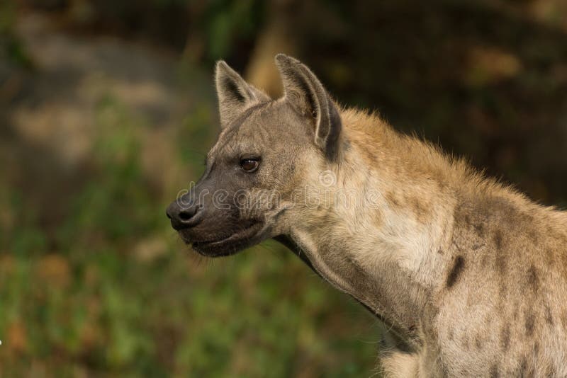 Hyena stock photo. Image of africa, muzzle, crocuta, natural - 39041514