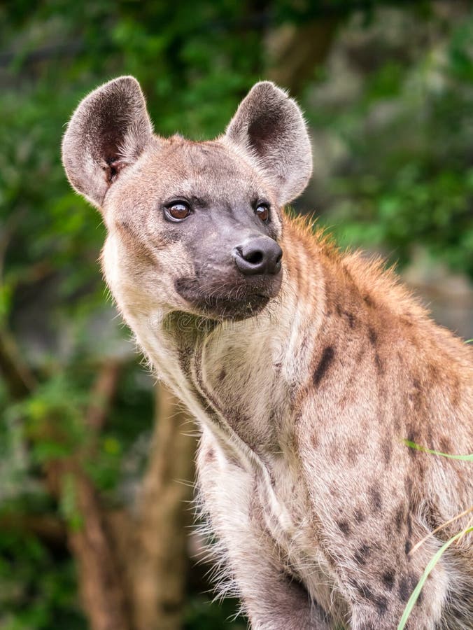 Hyena stock image. Image of predator, nature, hyena, strong - 51971121