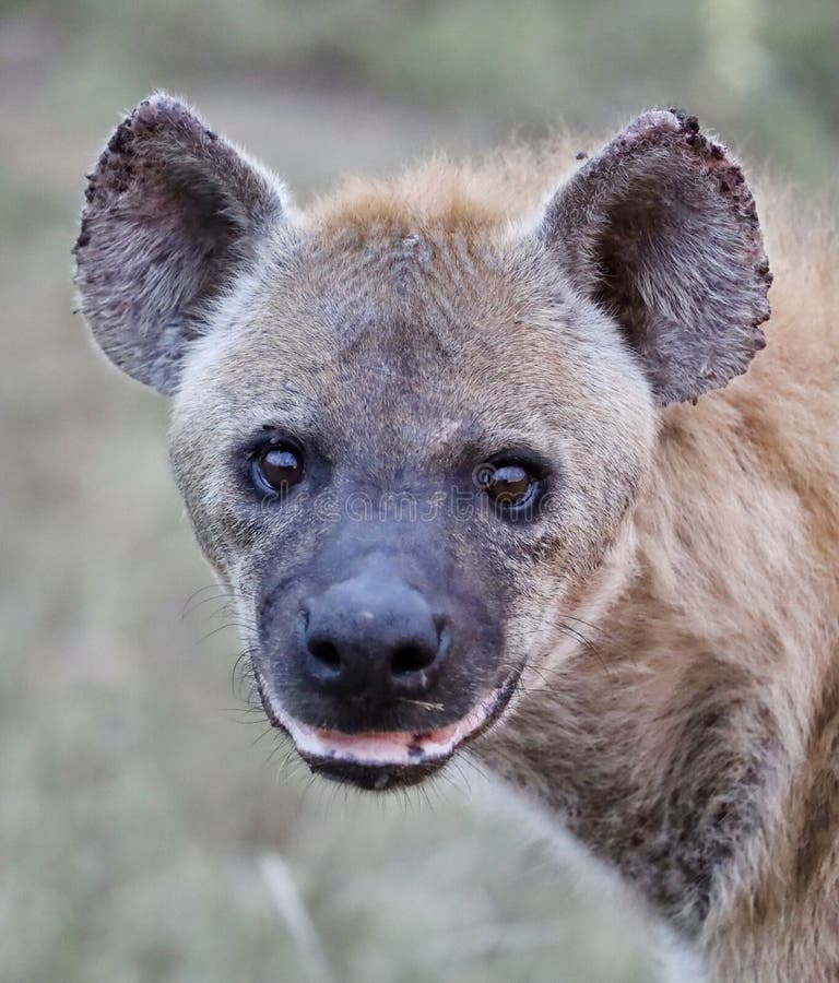 Hyena stock image. Image of hyena, safari, wildlife - 317117825