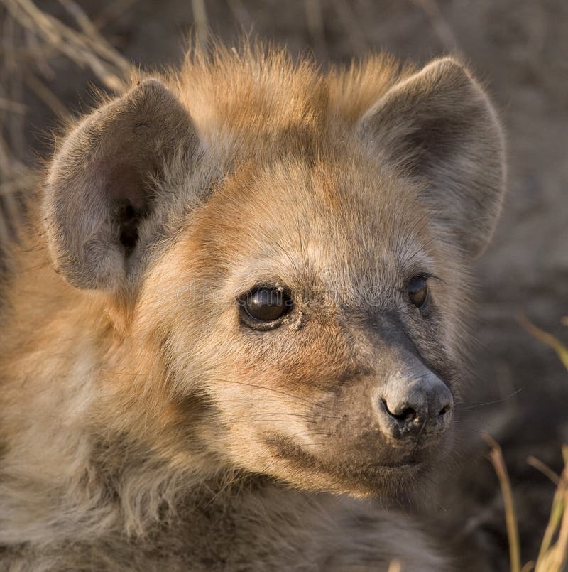 Hyena puppy stock photo. Image of nature, alert, wildlife - 4341352
