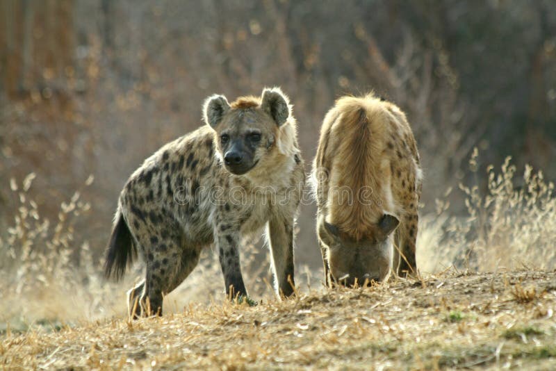 Hyena Pups stock photo. Image of zoological, outside, safari - 7626974