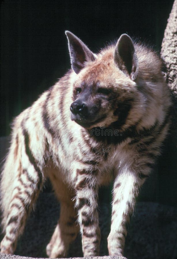 Hyena rayado imagen de archivo. Imagen de africano, rayado - 915407
