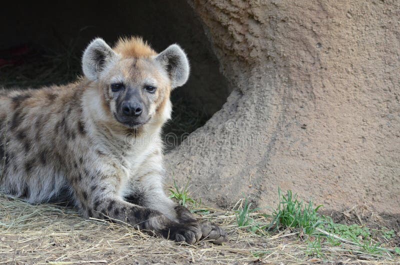 Spotted hyena on path stock image. Image of look, stare - 35882997