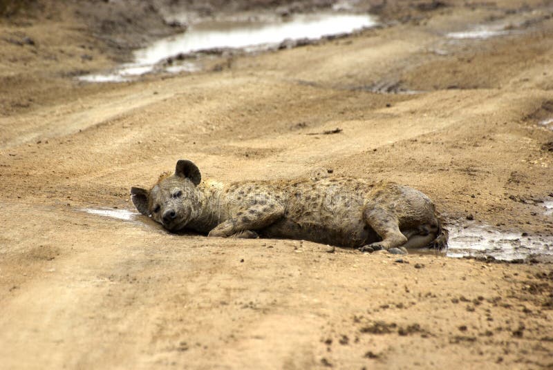 Hyena resting in a puddle stock image. Image of bathing - 22086969