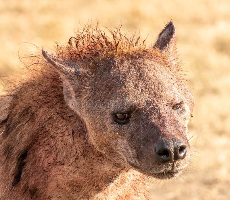 Hyena stock image. Image of head, mammal, eyes, nose - 261269313