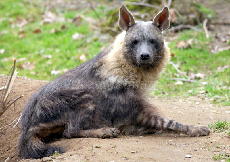 Hyena stock image. Image of vicious, hyaenidae, beast - 49919933