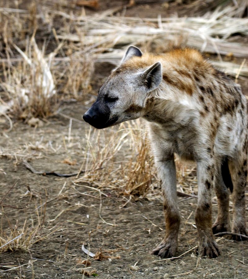 Hyena Sleeping on it S Feet. Stock Image - Image of hunter, mane: 11398819
