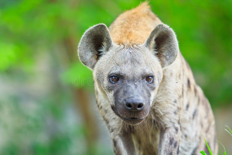 Spotted hyena portrait stock image. Image of teeth, muzzle - 27032841