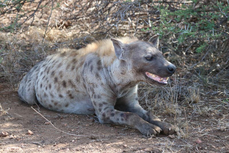 Hyena stock image. Image of jaws, stare, wild, female - 68840997