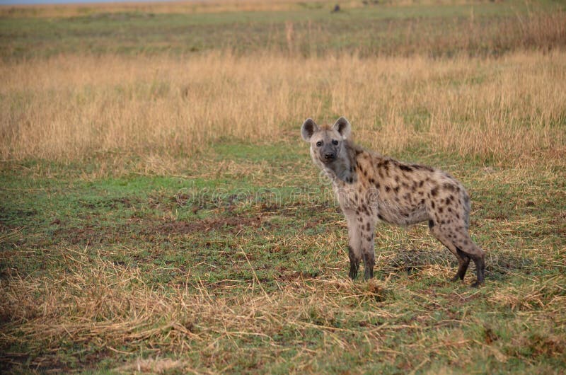 Hyena standing stock image. Image of southern, hunter - 59969813