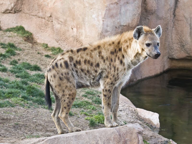 Hyena Standing on a Rock stock photo. Image of african - 14284438