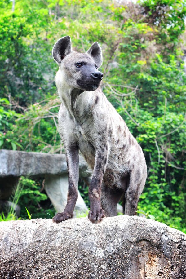 Hyena standing on the rock stock image. Image of nature - 40215241