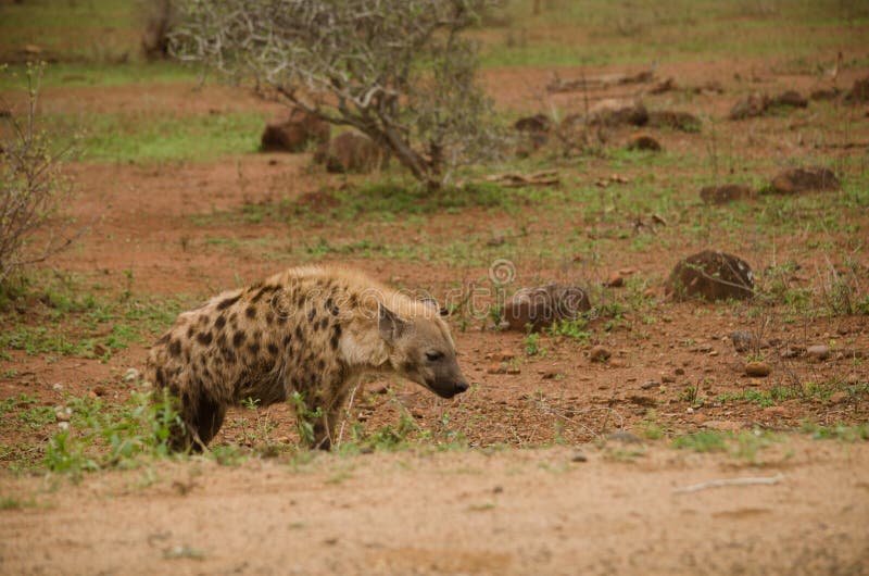 Hyena standing and looking stock image. Image of beauty - 59624619