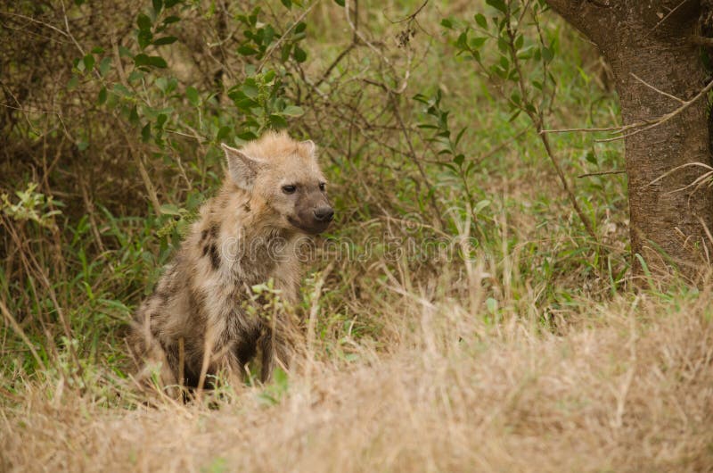Hyena standing stock photo. Image of carnivore, outdoor - 59969980