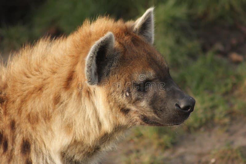 Hyena stock photo. Image of blik, hond, hairy, vision - 30751962