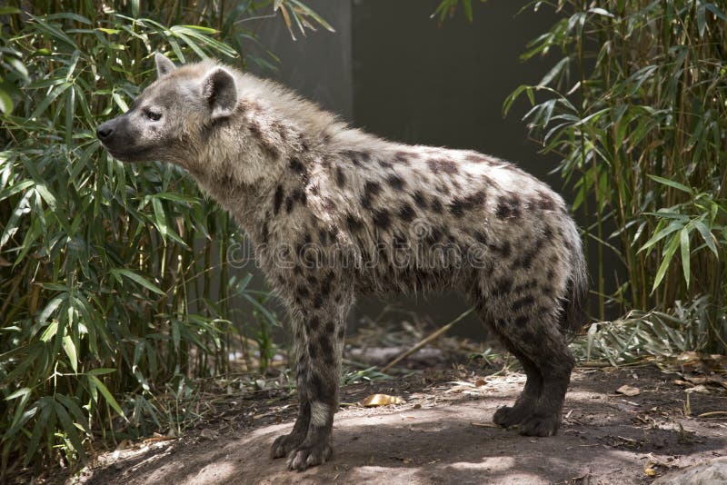 180 Spotted Hyena Side View Stock Photos - Free & Royalty-Free Stock ...