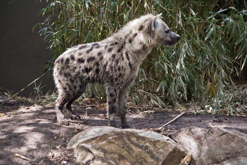 180 Spotted Hyena Side View Stock Photos - Free & Royalty-Free Stock ...