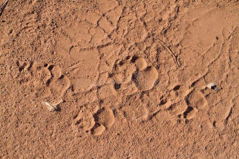 Lion tracks in the sand stock image. Image of sand, print - 18399081