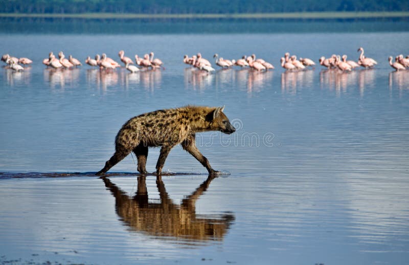 Hyena in the Water stock image. Image of ruaha, flamingo - 28379679