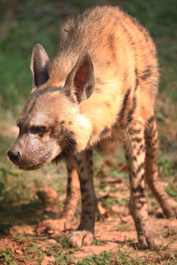 Hyena stock image. Image of spotted, single, southern - 61747385