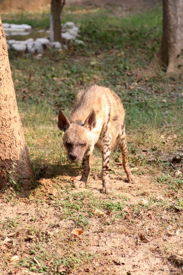 Hyena stock image. Image of strong, africa, african, southern - 61786537