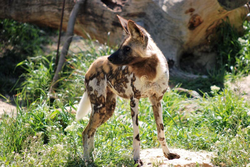 Spotted hyena portrait stock image. Image of teeth, muzzle - 27032841