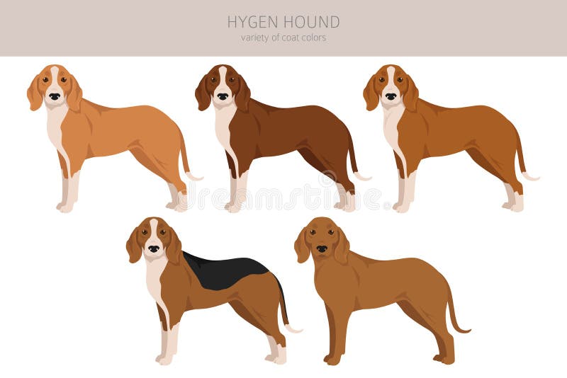Hygen Hound Clipart. Different Poses, Coat Colors Set Stock Vector ...