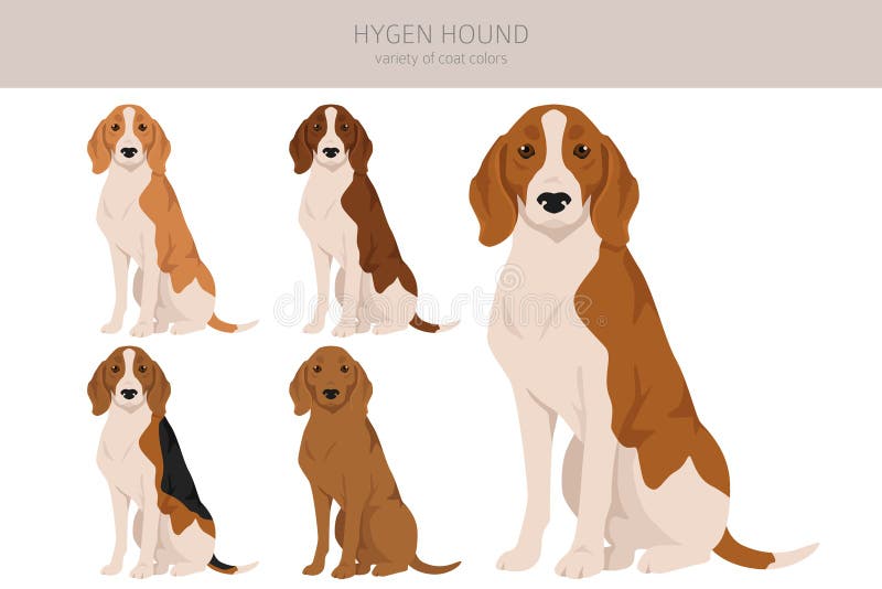 Hygen Hound Clipart. Different Poses, Coat Colors Set Stock Vector ...