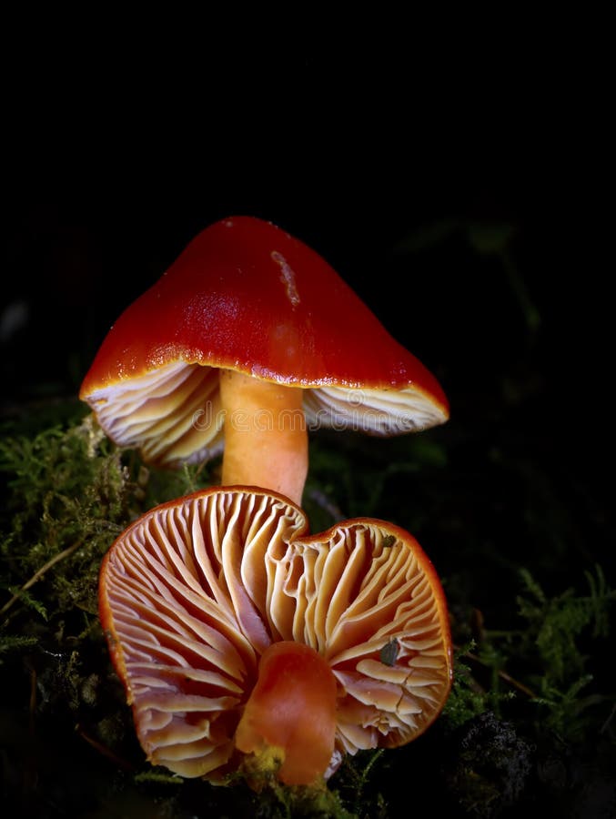 Hygrocybe Coccinea Scarlet Waxcap Mushroom Stock Image - Image of ...
