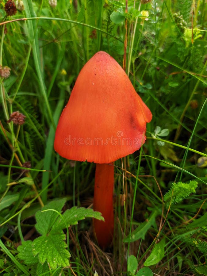 Hygrocybe Conica. a Red Mushroom Grows on a Thin Stalk in the Green ...