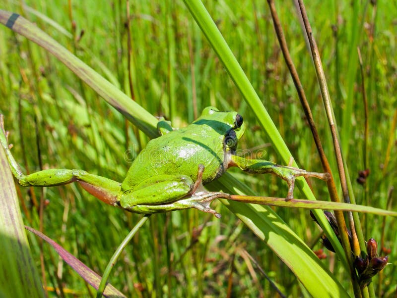 Hyla 13 stock photo. Image of cute, anura, mouth, amphibians - 7114118
