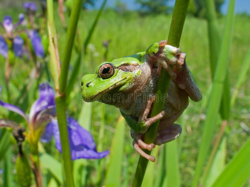 Hyla 1 stock image. Image of hyla, reptile, frogs, fauna - 5700949