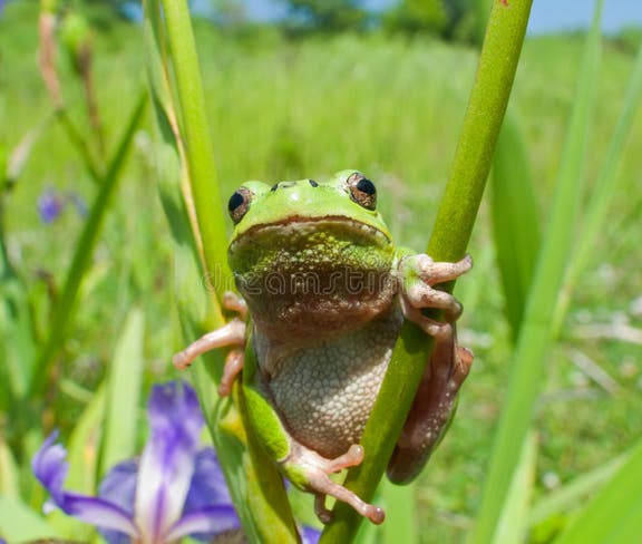 Hyla stock image. Image of hyla, jumper, grass, leap, nature - 8374453