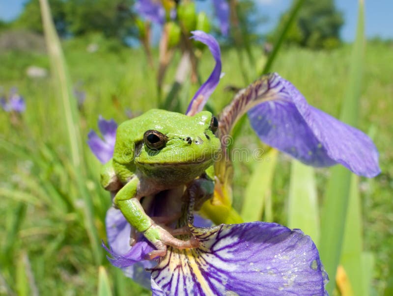 Frog Hyla 1 stock image. Image of aquatic, hyla, animals - 10497063