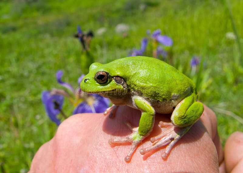 Hyla 1 stock image. Image of hyla, reptile, frogs, fauna - 5700949