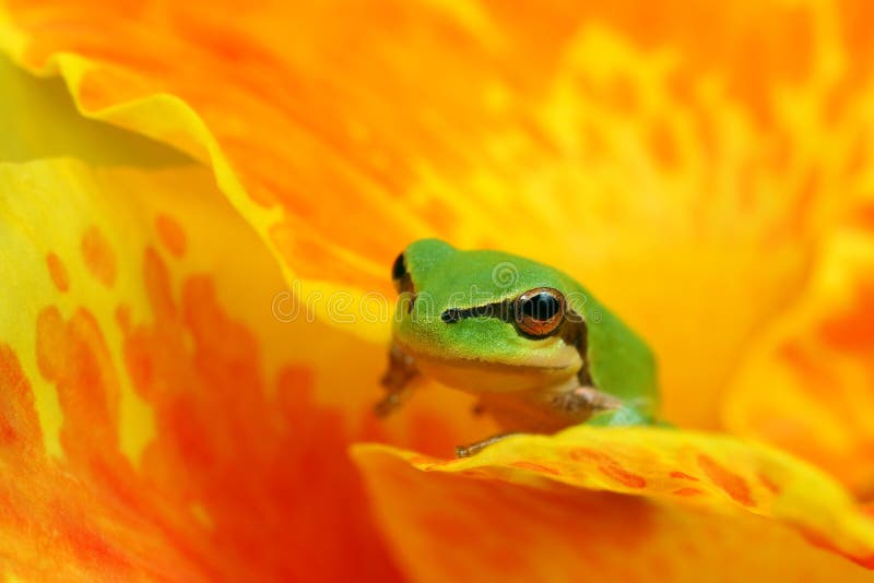 Hyla Tree Frog Over a Flower Stock Photo - Image of hyla, little: 27321296