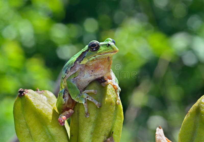Hyla 1 stock image. Image of hyla, reptile, frogs, fauna - 5700949