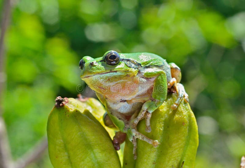 Frog in autumn stock image. Image of waxy, webfoot, tree - 27300213