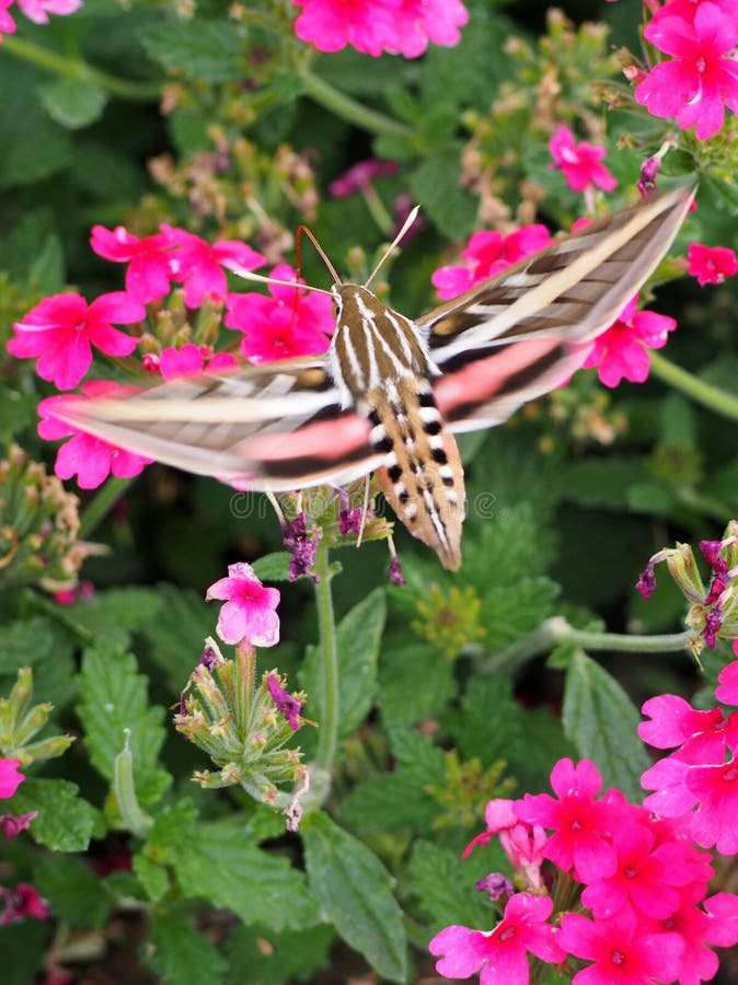 Hummingbird Moth Vertical stock image. Image of outdoors - 102609925