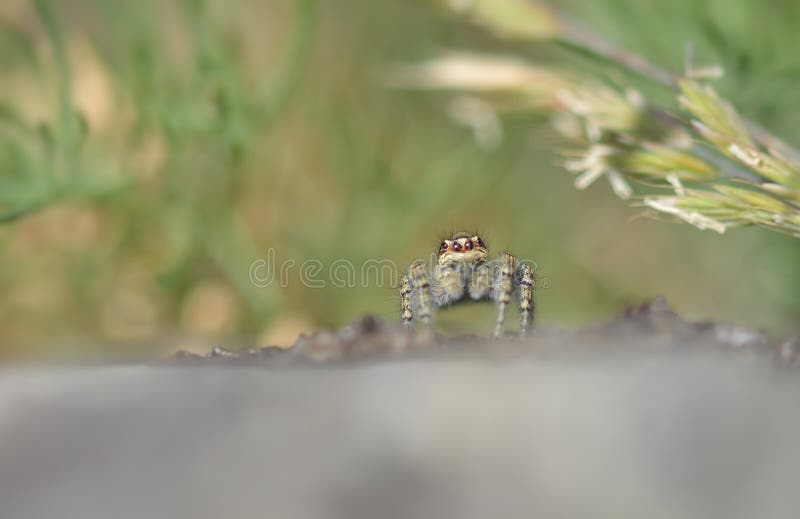 Hyllus Keratodes Jumping Spider Stock Photo - Image of insect, hairy ...
